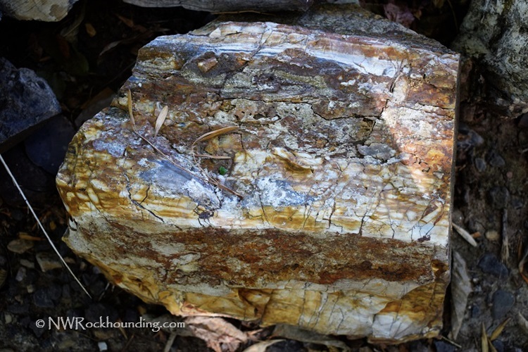 Petrified Wood: From Towering Trees to Fossilized Wonders