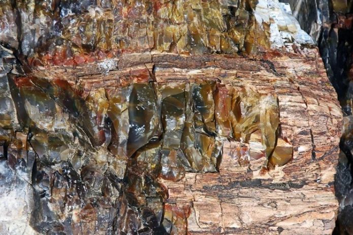 Escalante Petrified Forest: Discover Multicolored Fossilized Trees