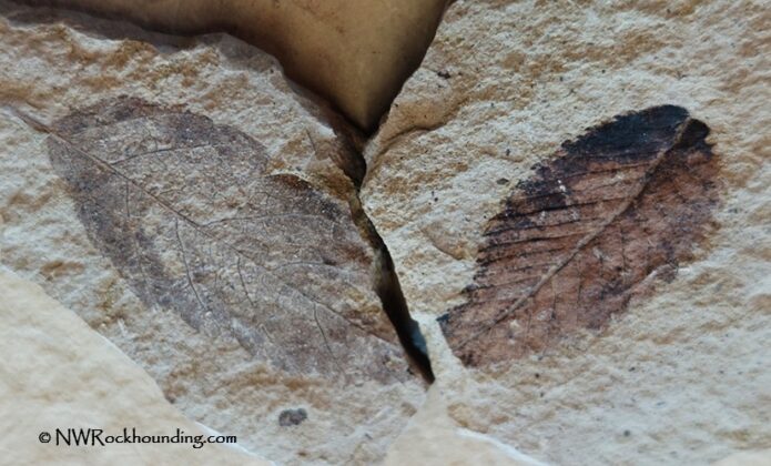 Stonerose Fossil Site in Republic, Washington - Find and Keep Fossils